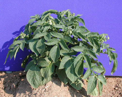 AC Maple Gold - inspection.canada.ca