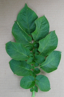 Lady Christl - inspection.canada.ca