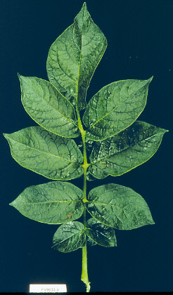 AC Maple Gold - inspection.canada.ca